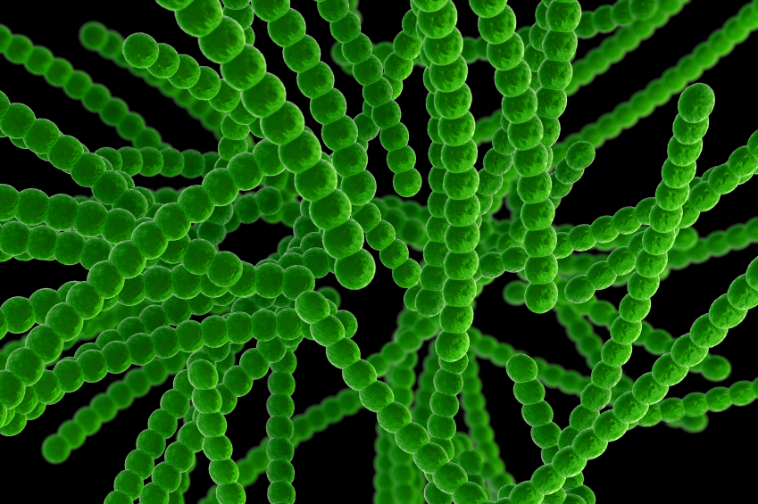 The Bacteria that are Good for Us - Promega Connections