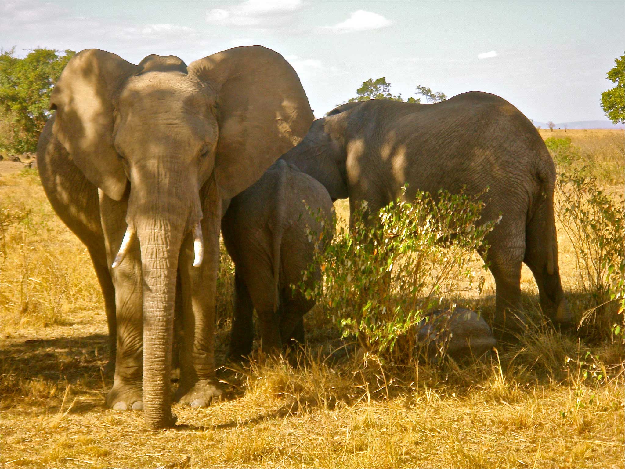 Coral, Ferrets and a Lot of Elephant Poop: 5 Years of the Revive ...