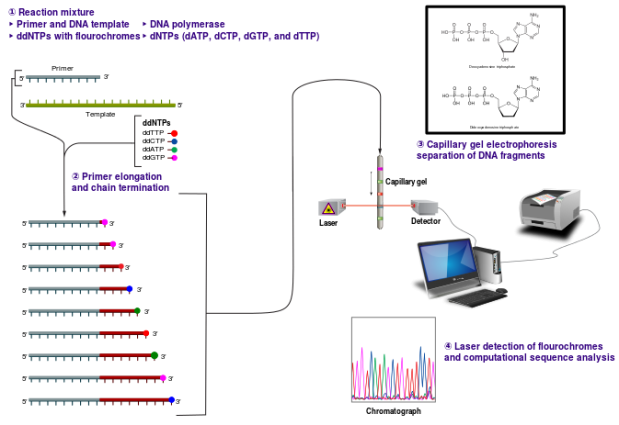 Remembering Frederick Sanger and Sanger Sequencing - Promega Connections