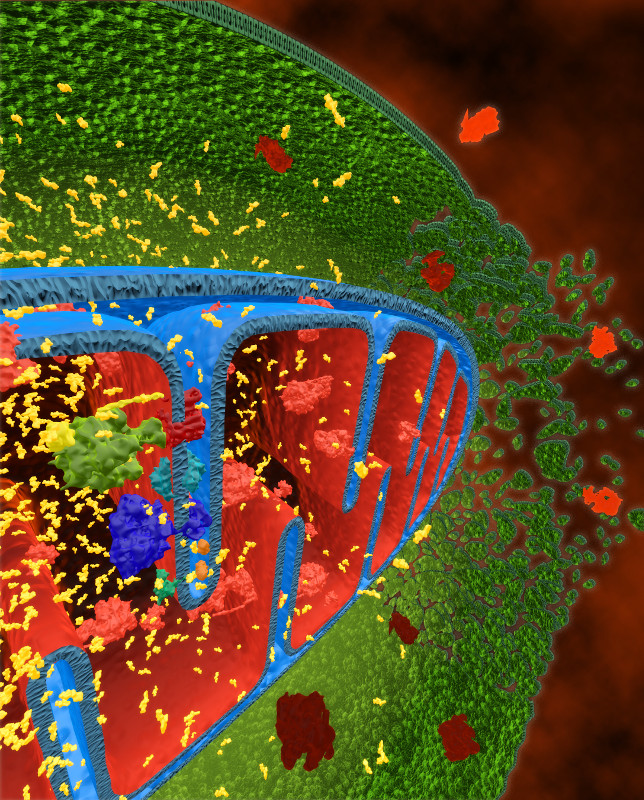 Review: Validation of a high throughput cell-based assay to screen ...