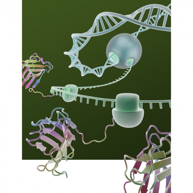 How Does DNA Template Length Influence Gene Expression in Cell Free ...