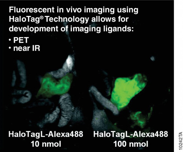 HaloTag® Research Application: Detection of Cancer Biomarkers - Promega ...