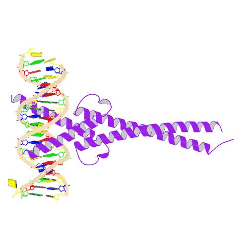 Targeting MYC: The Need to Study Protein:Protein Interactions in Cells ...