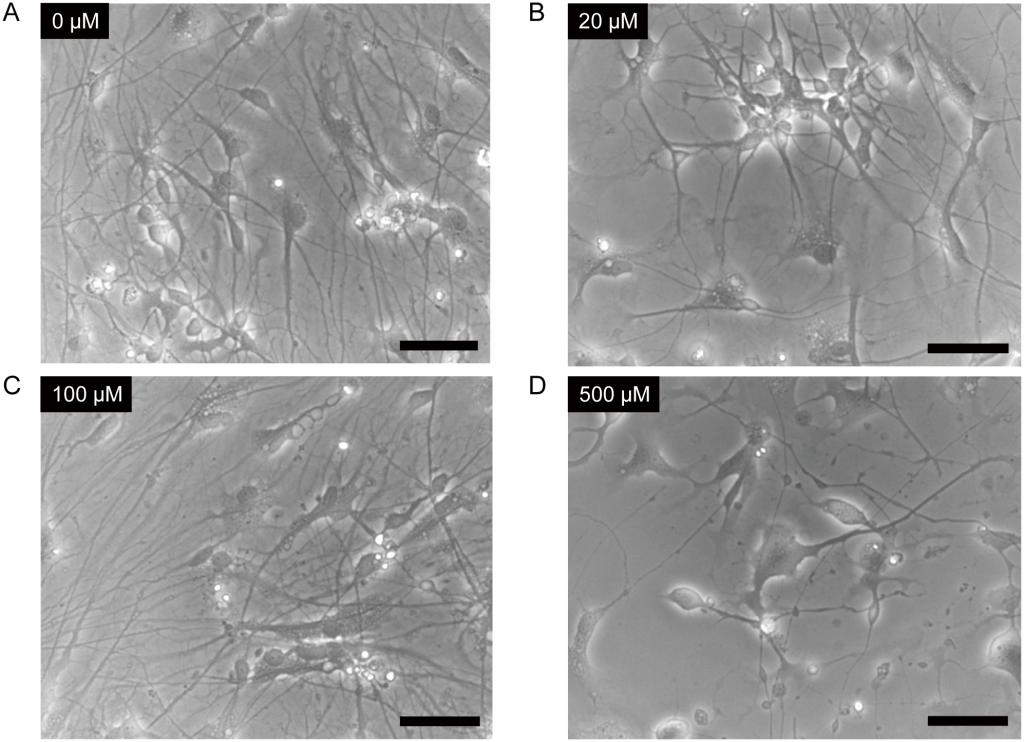 Developing a Model System to Test Ketamine Toxicity - Promega Connections