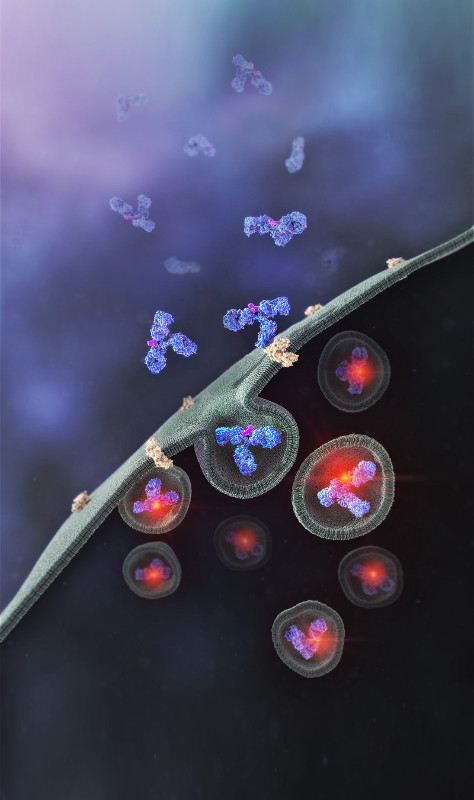 Optimizing Antibody Internalization Assays: pHAb Dyes - Promega Connections