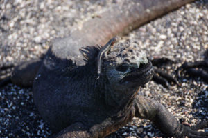 Travelogue Galapagos Part II: An Incredible Experience in Paradise ...