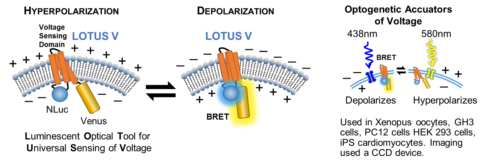 Making the Switch from FRET to BRET: Applications of NanoLuc ...