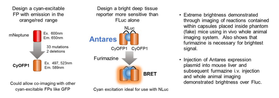 Making BRET the Bright Choice for In vivo Imaging: Use of NanoLuc ...