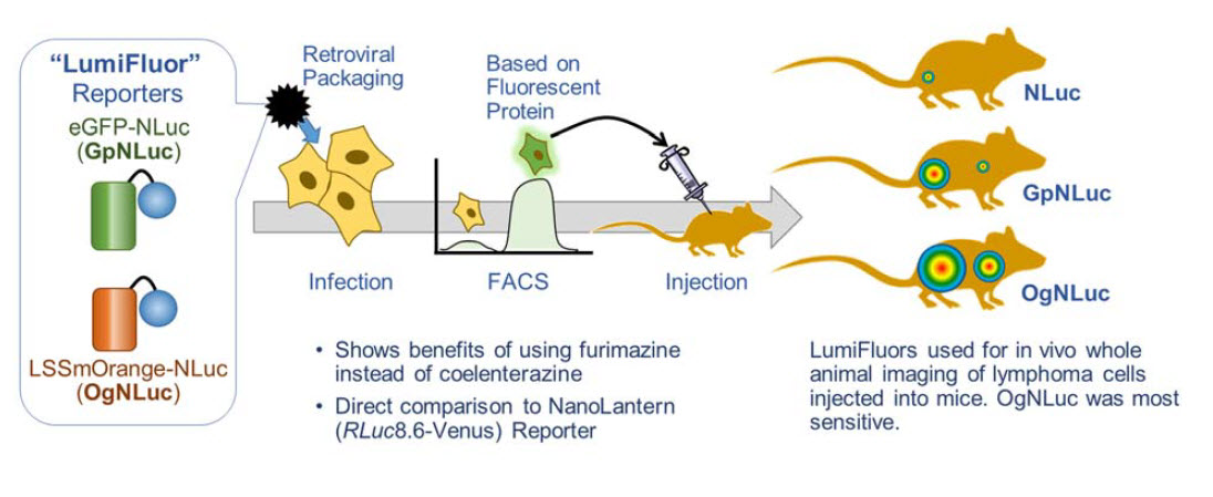 Making BRET the Bright Choice for In vivo Imaging: Use of NanoLuc ...