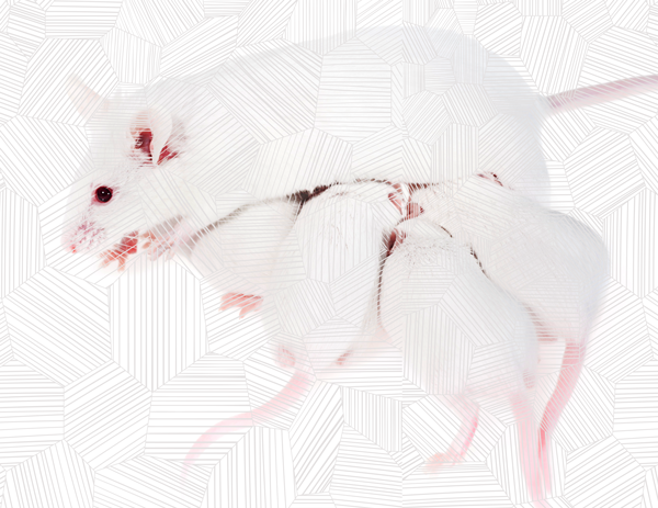 Creating ART from 3D Printed Ovaries - Promega Connections