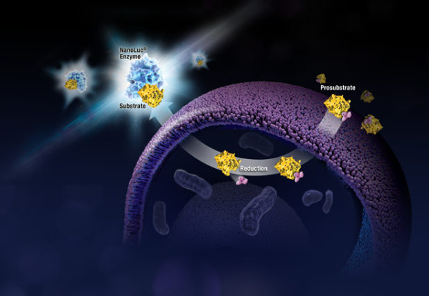 Real-Time Analysis for Cell Viability, Cytotoxicity and Apoptosis: What ...