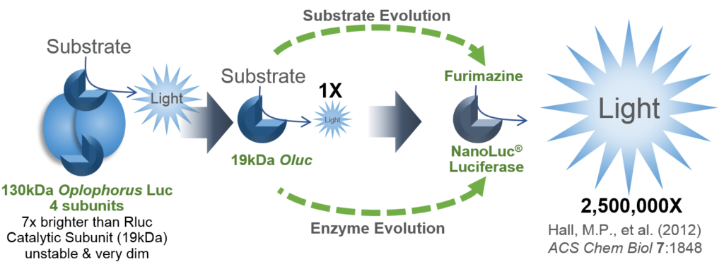 Shining Stars: Cool NanoLuc® Plasmid Constructs Available Through the ...