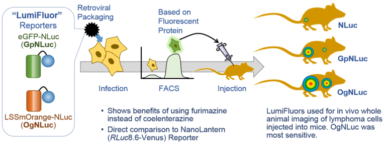 Shining Stars: Cool NanoLuc® Plasmid Constructs Available Through the ...