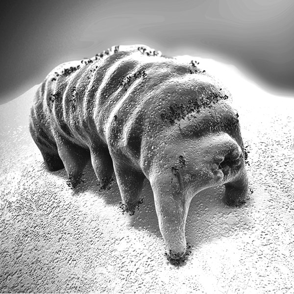 The Amazing, Indestructible—and Cuddly—Tardigrade - Promega Connections