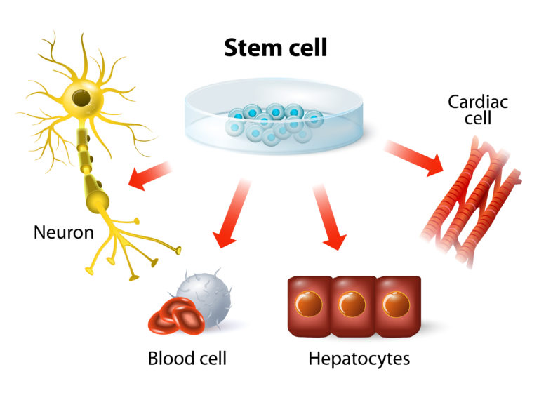 20 Years of Human Embryonic Stem Cells - Promega Connections