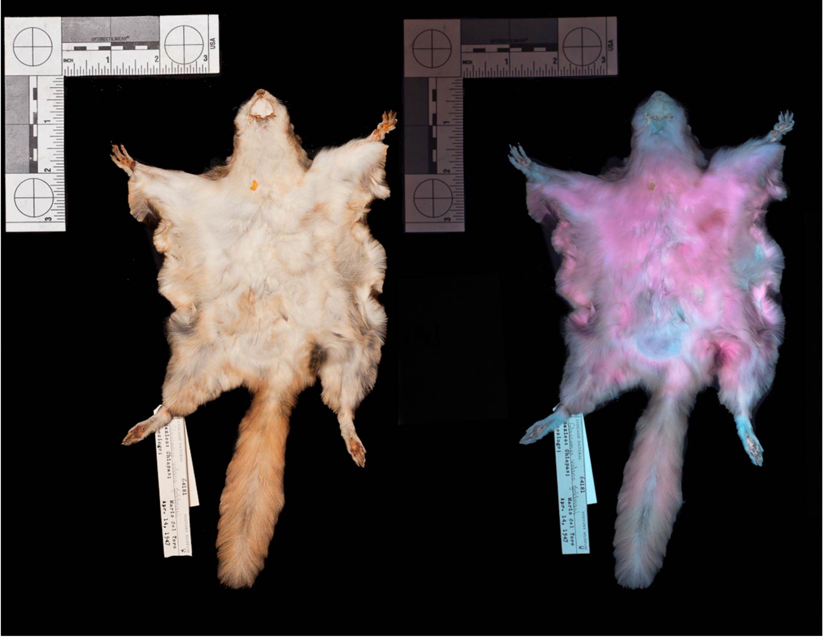 The Secret Fluorescent Life Of Flying Squirrels Promega Connections