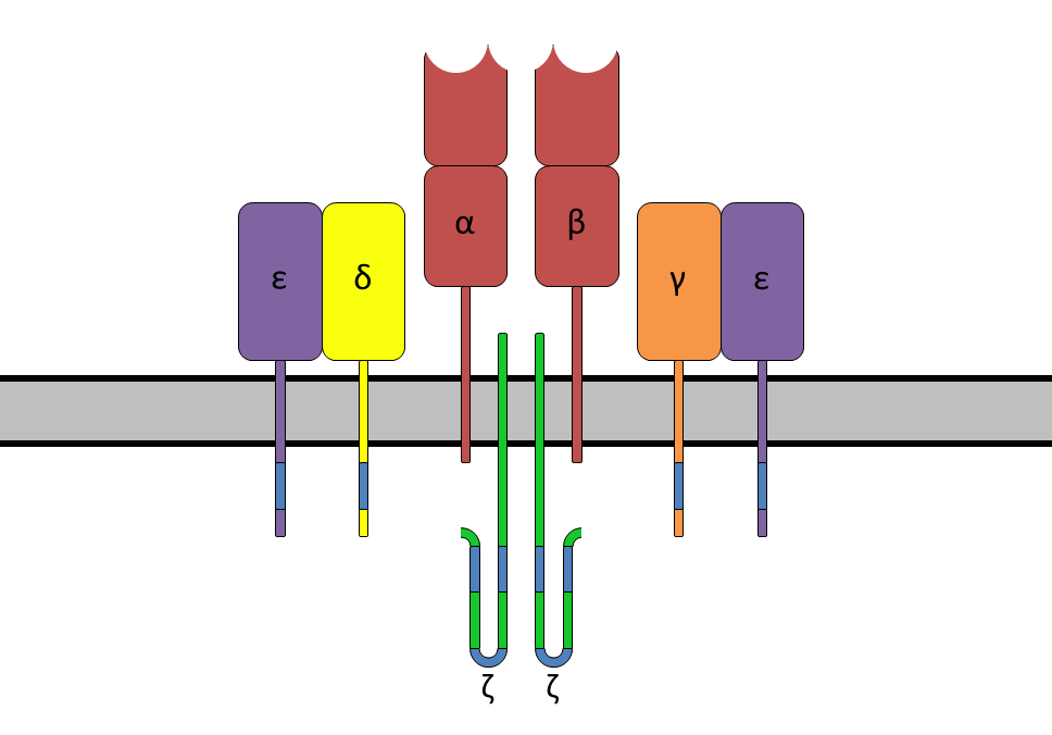 B Cells, T Cells and Now X Cells? - Promega Connections