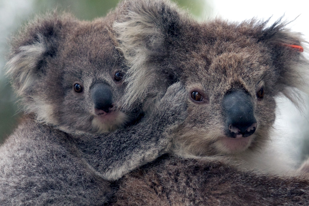Baby Koala Eating Poop