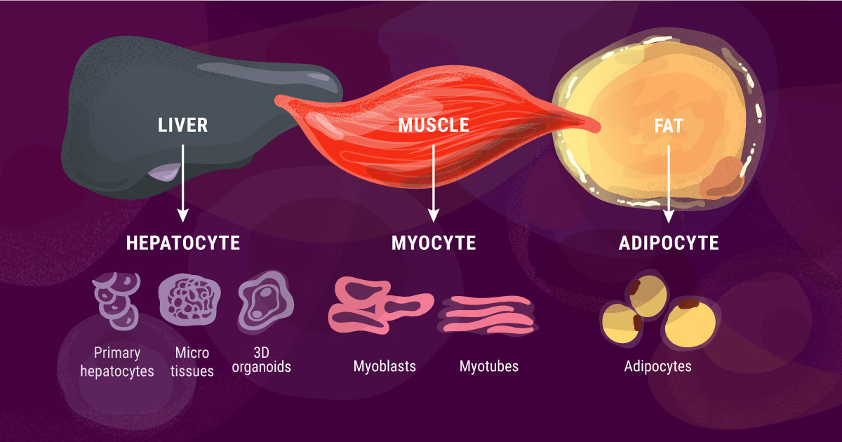 Infographic: Assays for Measuring Insulin Activity - Promega Connections