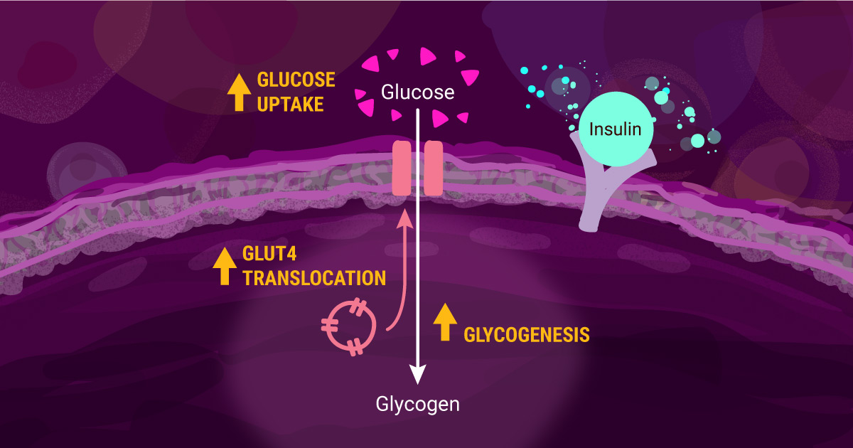 Diabetes Research: Measuring the Activity of Insulin | Promega Connections