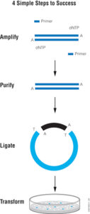 Cloning with pGEM®-T Vectors: Ligation - Promega Connections