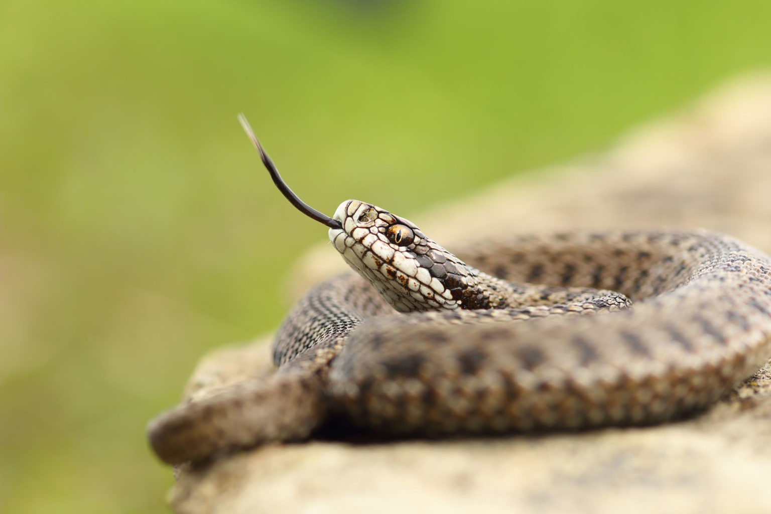 Producing Snake Venom— in the Lab - Promega Connections