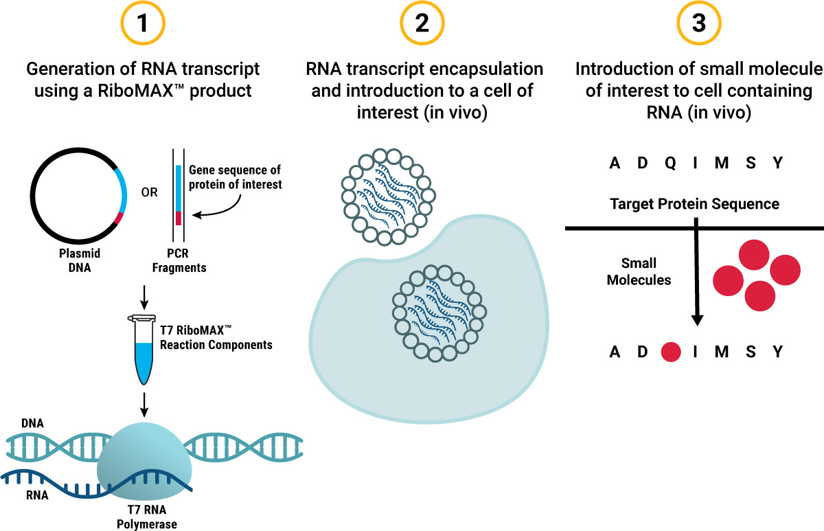 RiboMAX and the Effort to Find Antiviral Drugs to Fight Coronaviruses ...