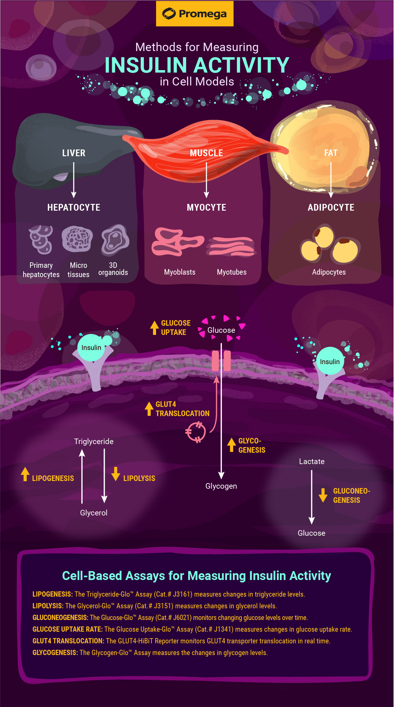 Infographic: Assays for Measuring Insulin Activity - Promega Connections