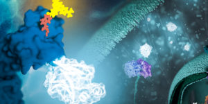 Glowing Testimonies: A Review of NanoLuc® Use in Model Organisms ...