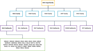 RAS-Targeted Drug Discovery: From Challenge to Opportunity - Promega ...