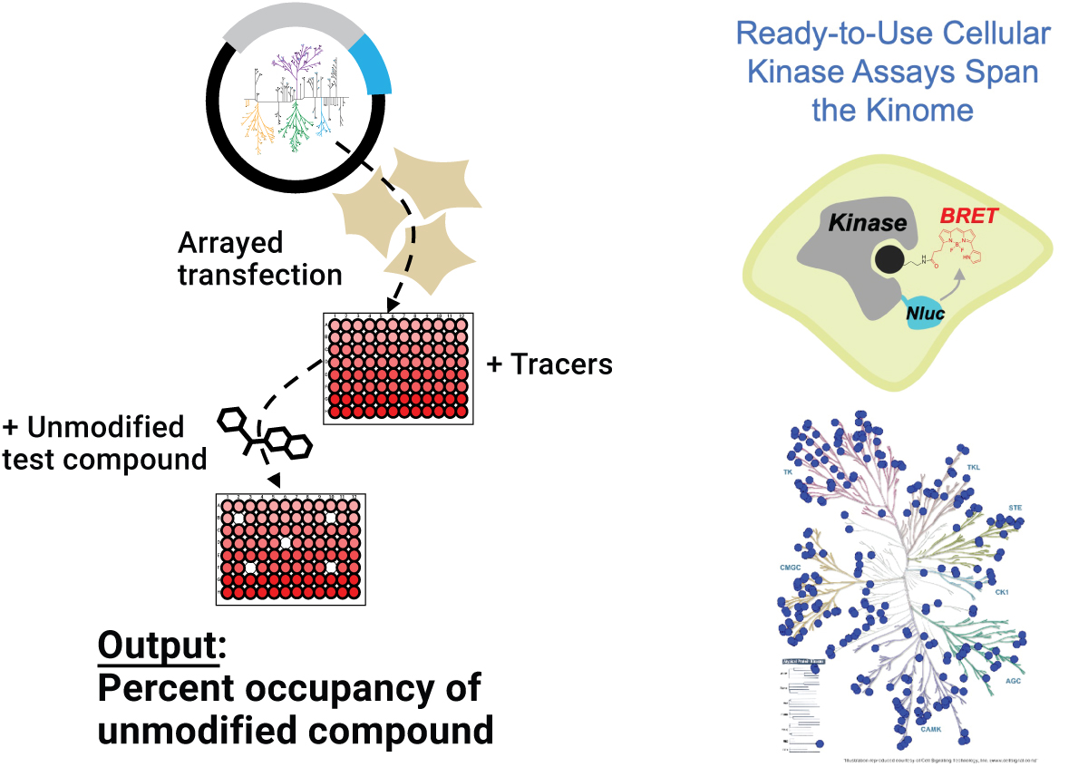 Illuminating the Kinome: NanoBRET Target Engagement Technology in the ...