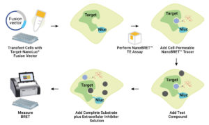 Illuminating the Kinome: NanoBRET Target Engagement Technology in the ...