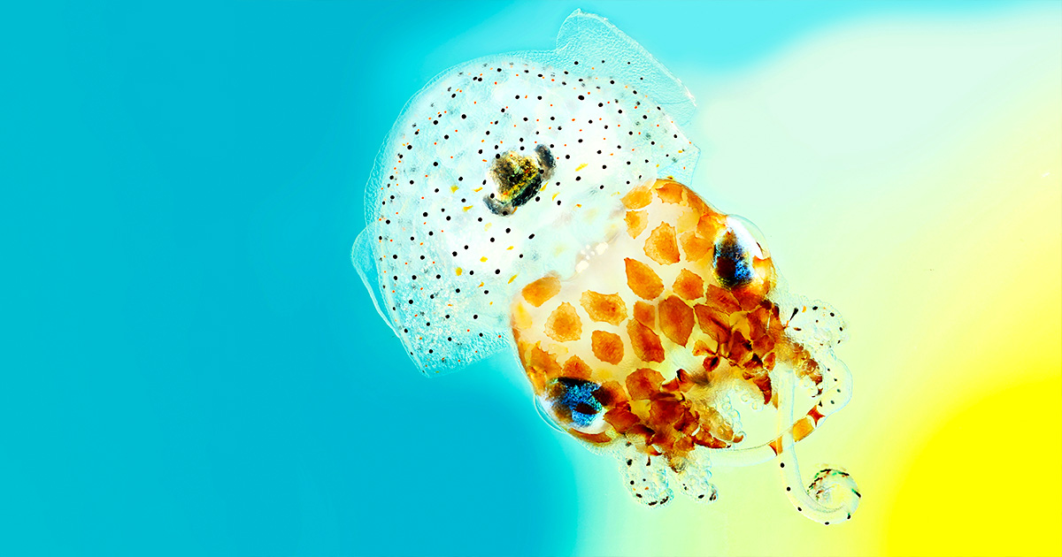 There's a Microbiome In My Tank! - Promega Connections