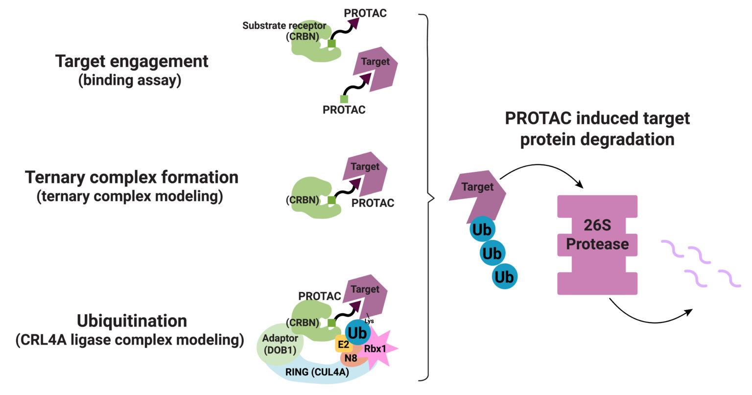 Using Structural Computation Models to Predict Productive PROTAC ...