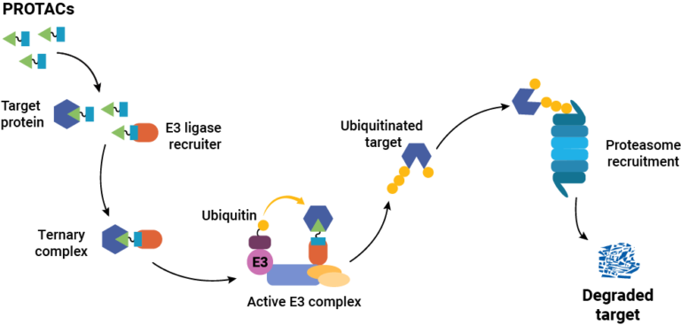PROTACs: Just the FAQs - Promega Connections