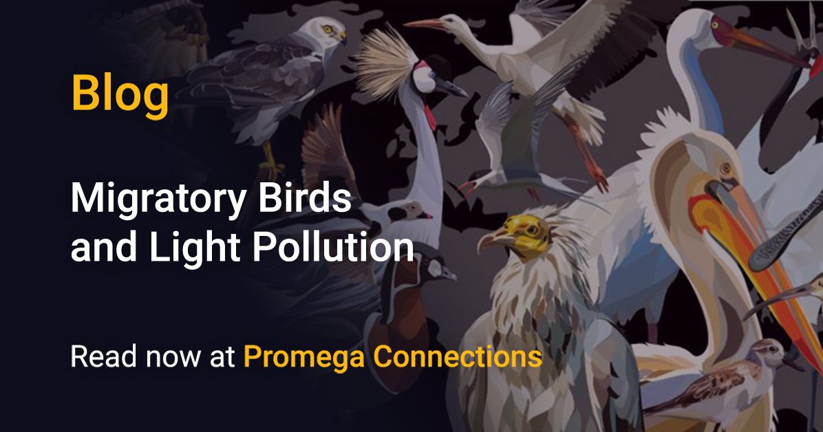 Migratory Birds and Light Pollution - Promega Connections