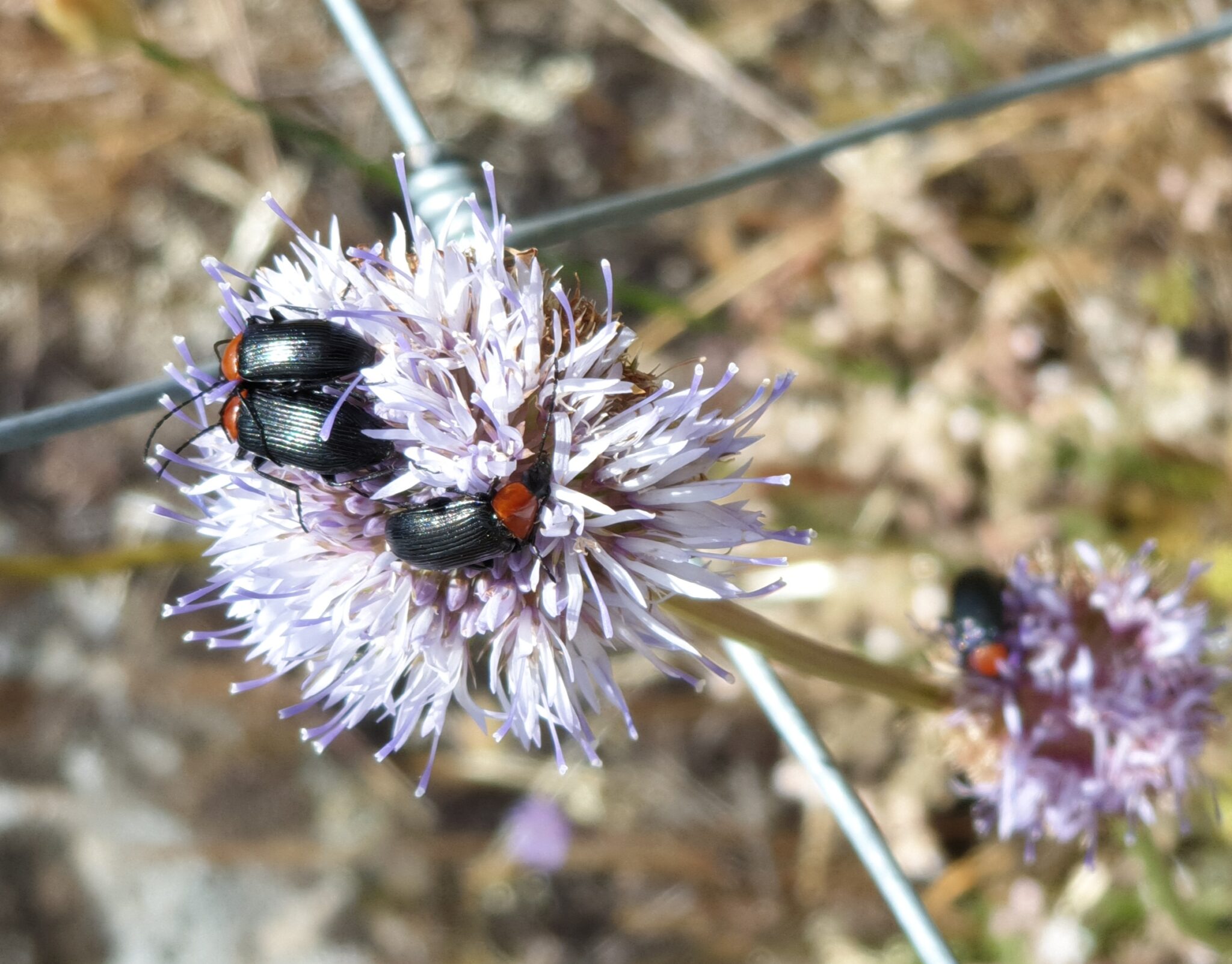 Explore the World From a New Lens with Nature Photography - Promega ...