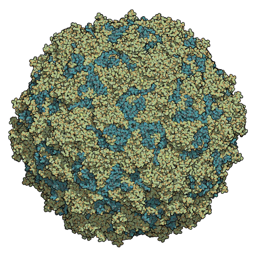 A Virus Makes a Comeback: Emerging Poliovirus Transmission in the West ...