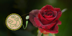 Growing Our Understanding of Rose Rosette Virus Through Reverse ...