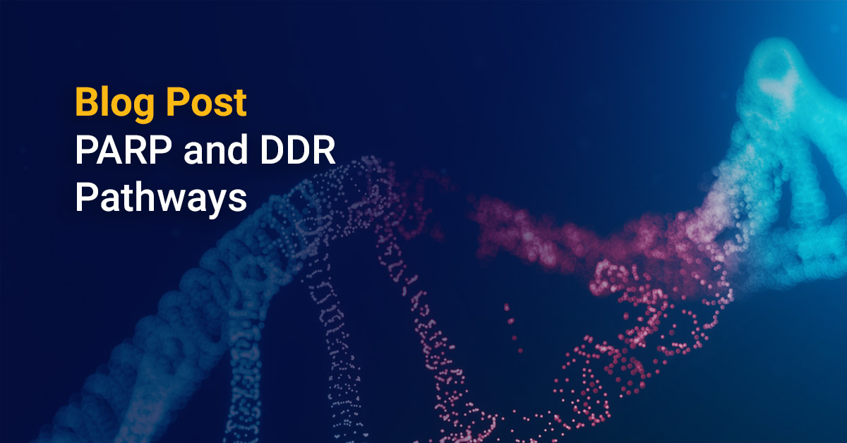 PARP and DDR Pathways: Targeting the DNA Damage Response for Cancer ...