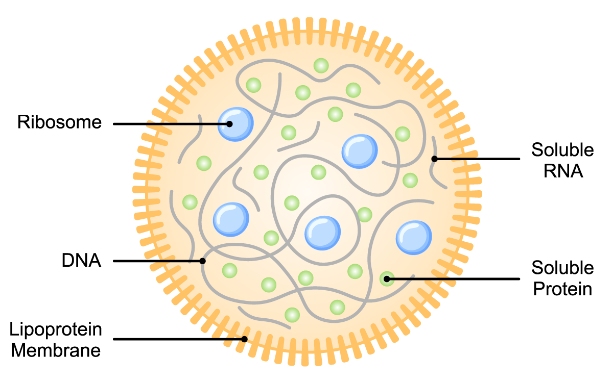 Synthetic Biology: Minimal Cell, Maximal Opportunity - Promega Connections