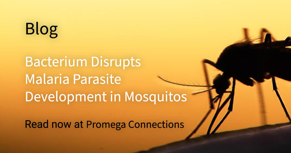 Bacterium Disrupts Malaria Parasite Development in Mosquitos - Promega ...