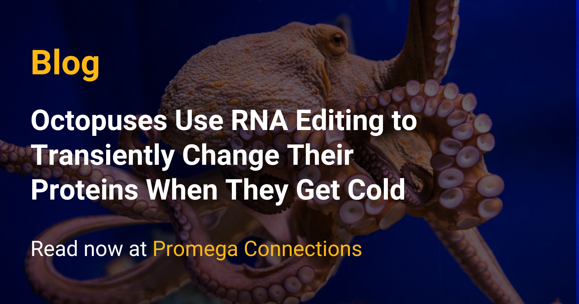 Octopuses Use RNA Editing to Transiently Change Their Proteins When ...