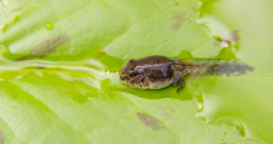 For Frogs, Surviving the Heat Could Come Down to What Is in Their Gut ...
