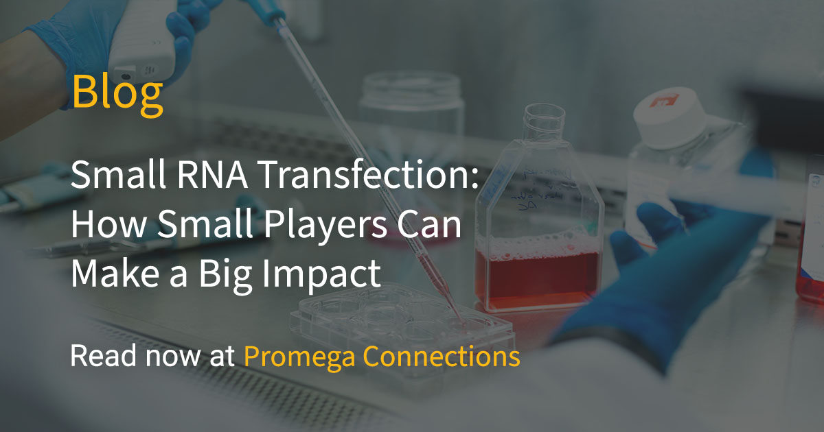 Small RNA Transfection: How Small Players Can Make a Big Impact ...