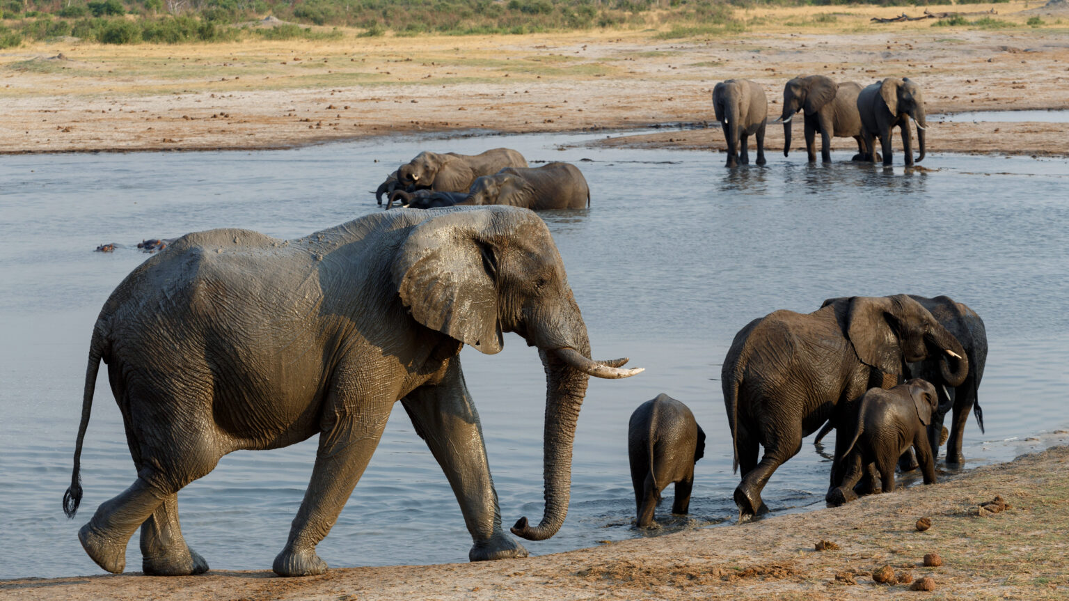 Cyanobacteria Identified as Cause of Elephant Mass Mortality Event ...