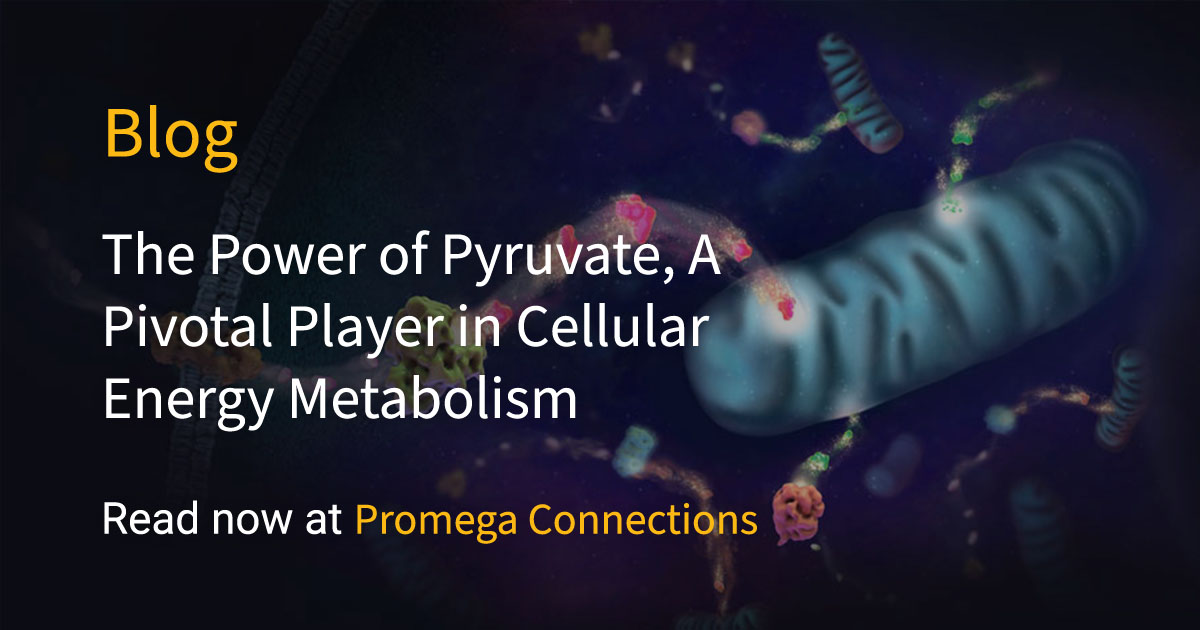 The Power of Pyruvate, A Pivotal Player in Cellular Energy Metabolism ...