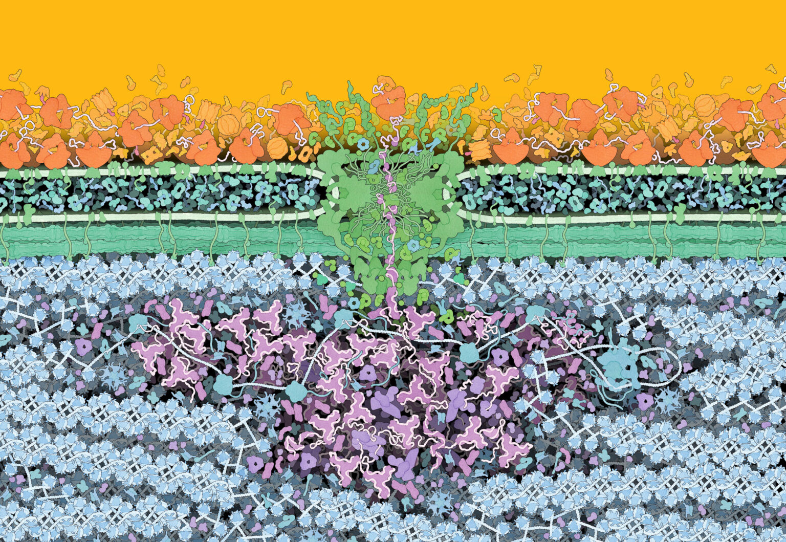 The Central Dogma of Promega: The Story and Science Behind Our Kit ...