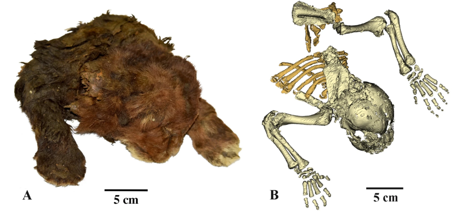 Ice Age Secrets: The Discovery of a Juvenile Sabretooth Cat Mummy ...