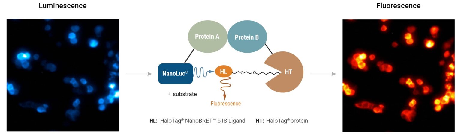 Live-Cell Imaging: It’s Time to See What Else Your Luminescence Assays ...